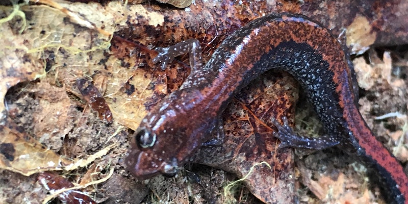 Searching for Salamanders - The New Jersey School of Conservation