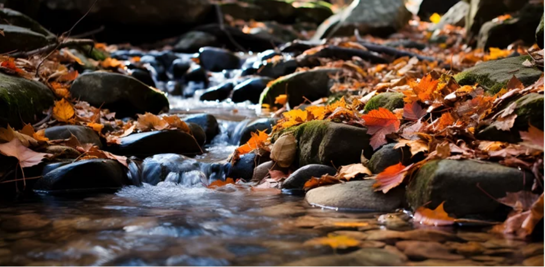 Aquatic Connections: How Stream Ecology Tells the Story of Your ...