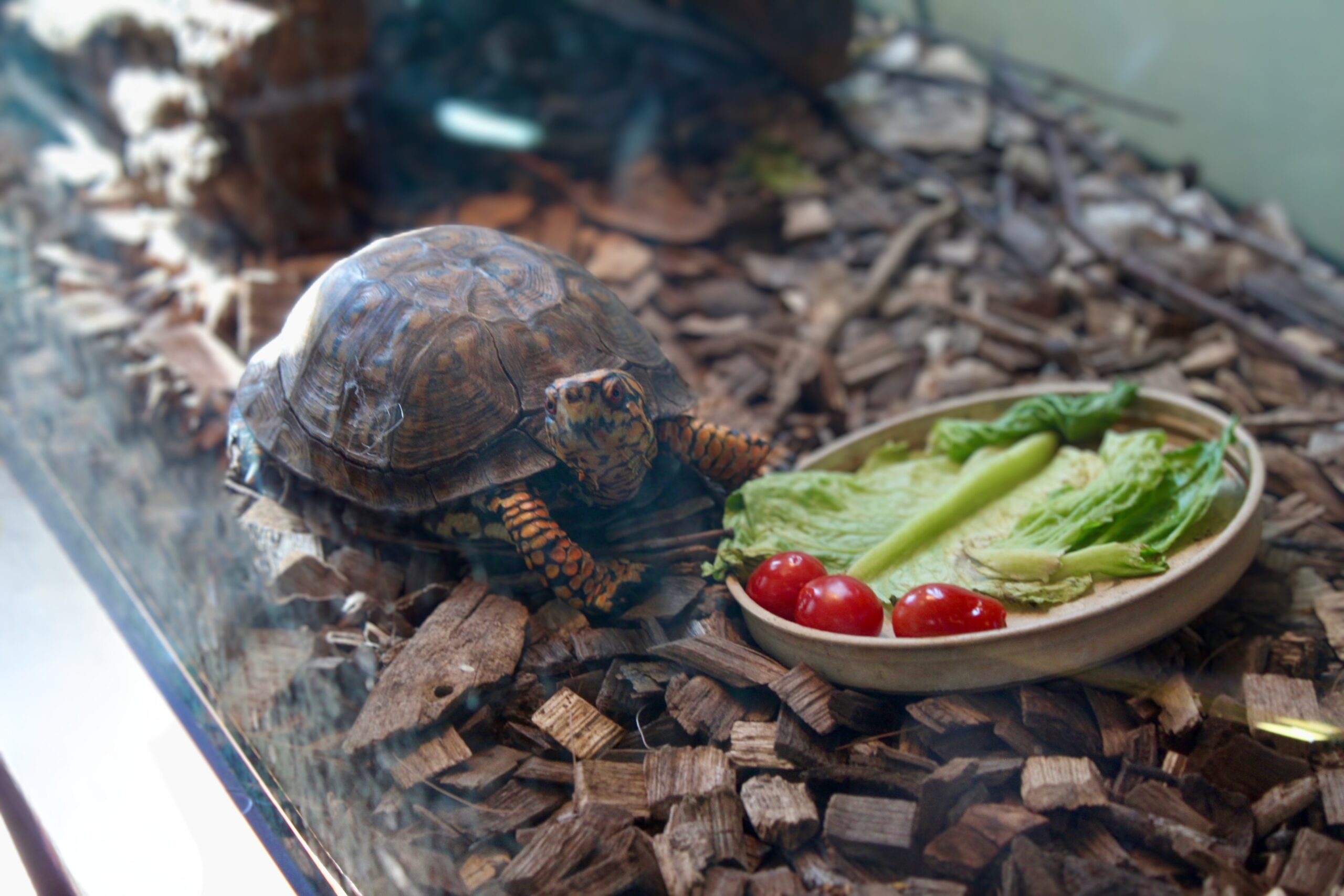 Meet NJSOC’s Ambassador Animals! All about Mo - Our Eastern Box Turtle ...