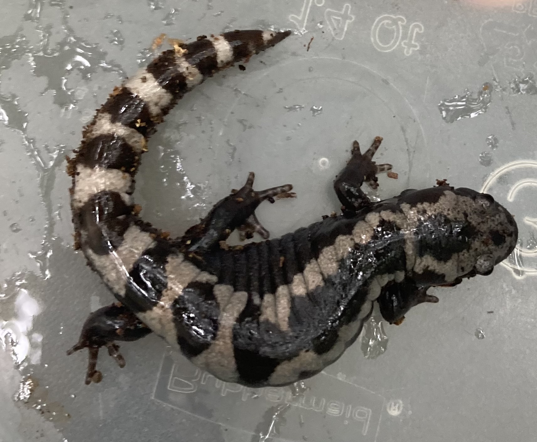 Wildlife At Risk: Marbled Salamander - The New Jersey School of ...